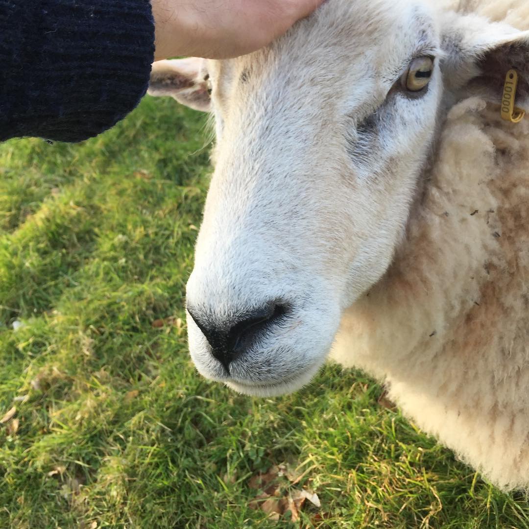 Tom Cox on Substack: "Bring me your stressed and anxious sheep and I will sooth their troubled ...