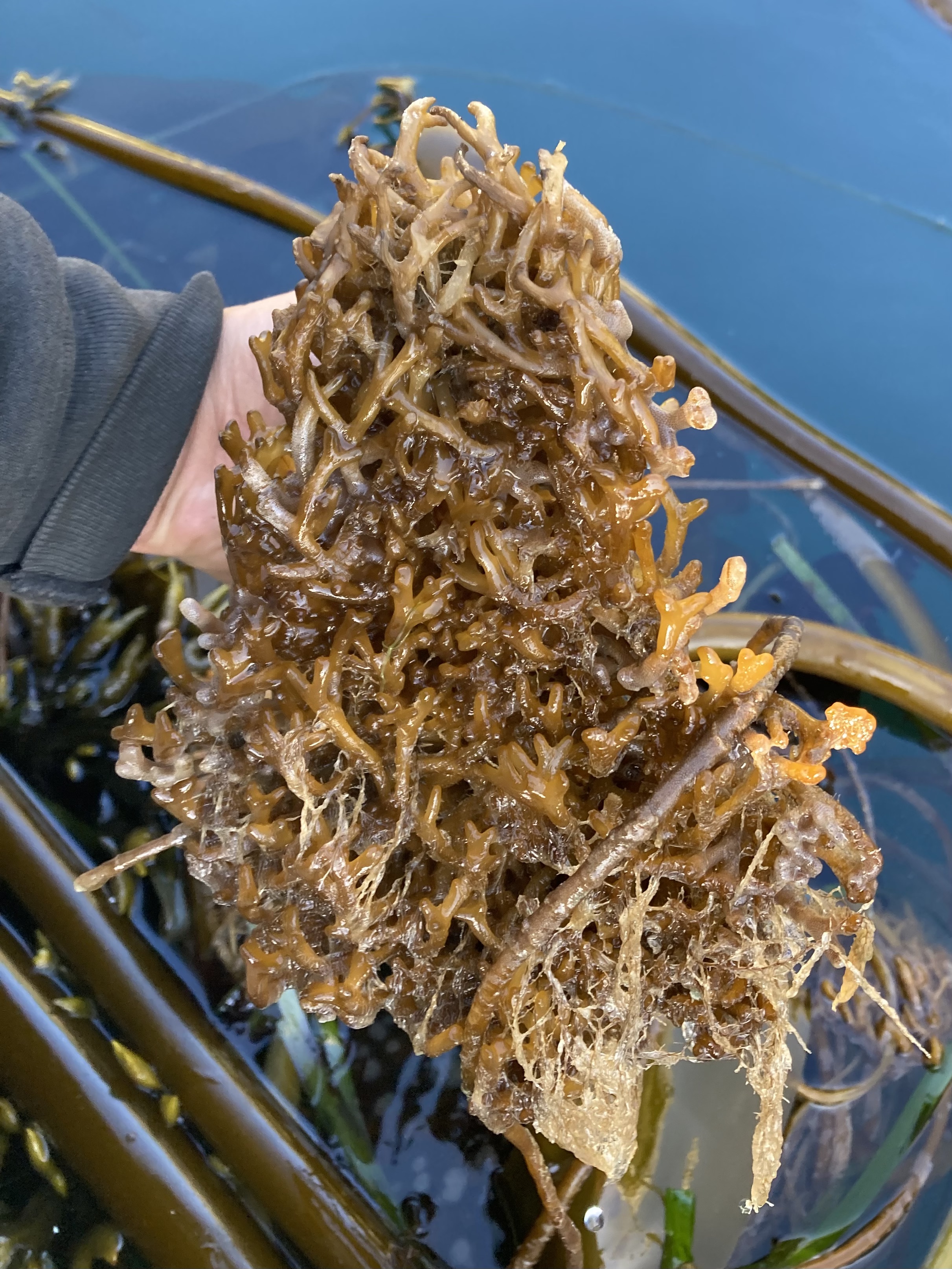 The Art of Underwater Adhesion: Seaweed Holdfasts