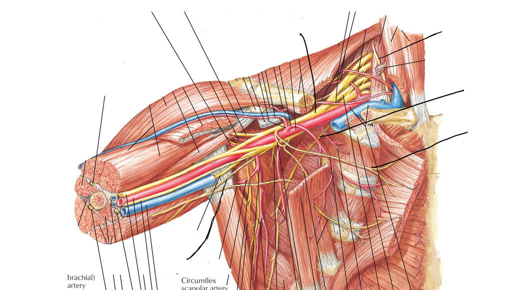 Quick + Dirty Guide to Drawing the Brachial Plexus