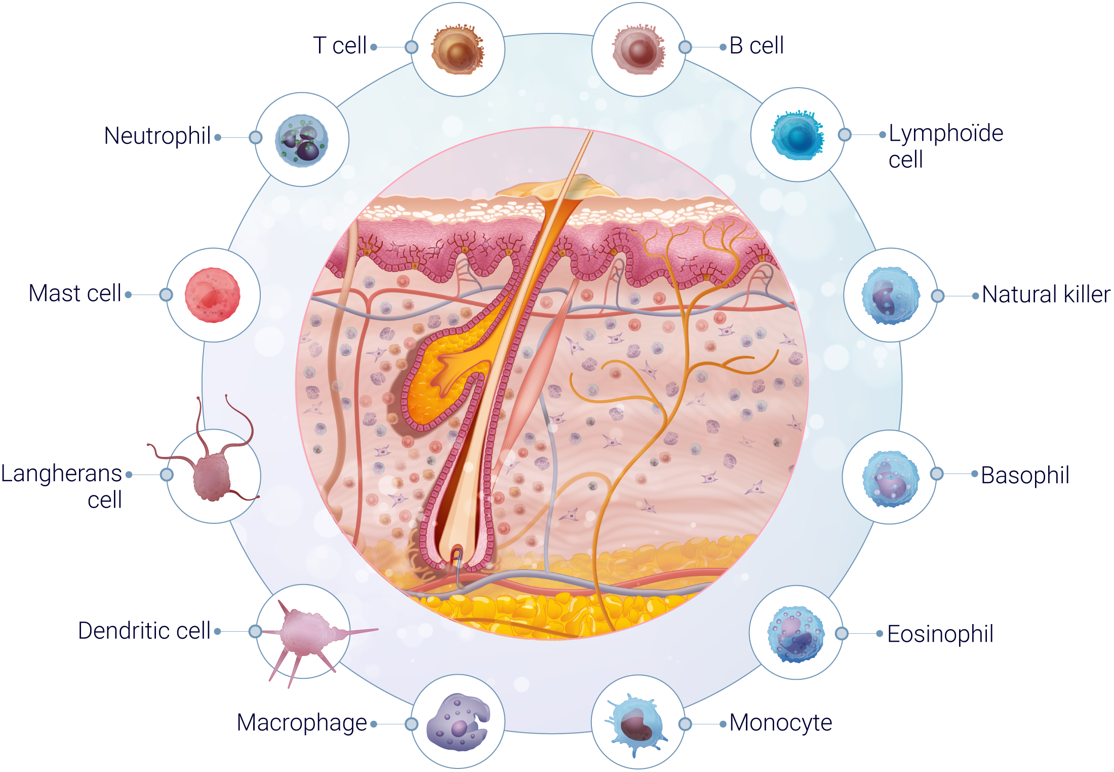 Why immunocompetent human skin is reshaping drug and vaccine development