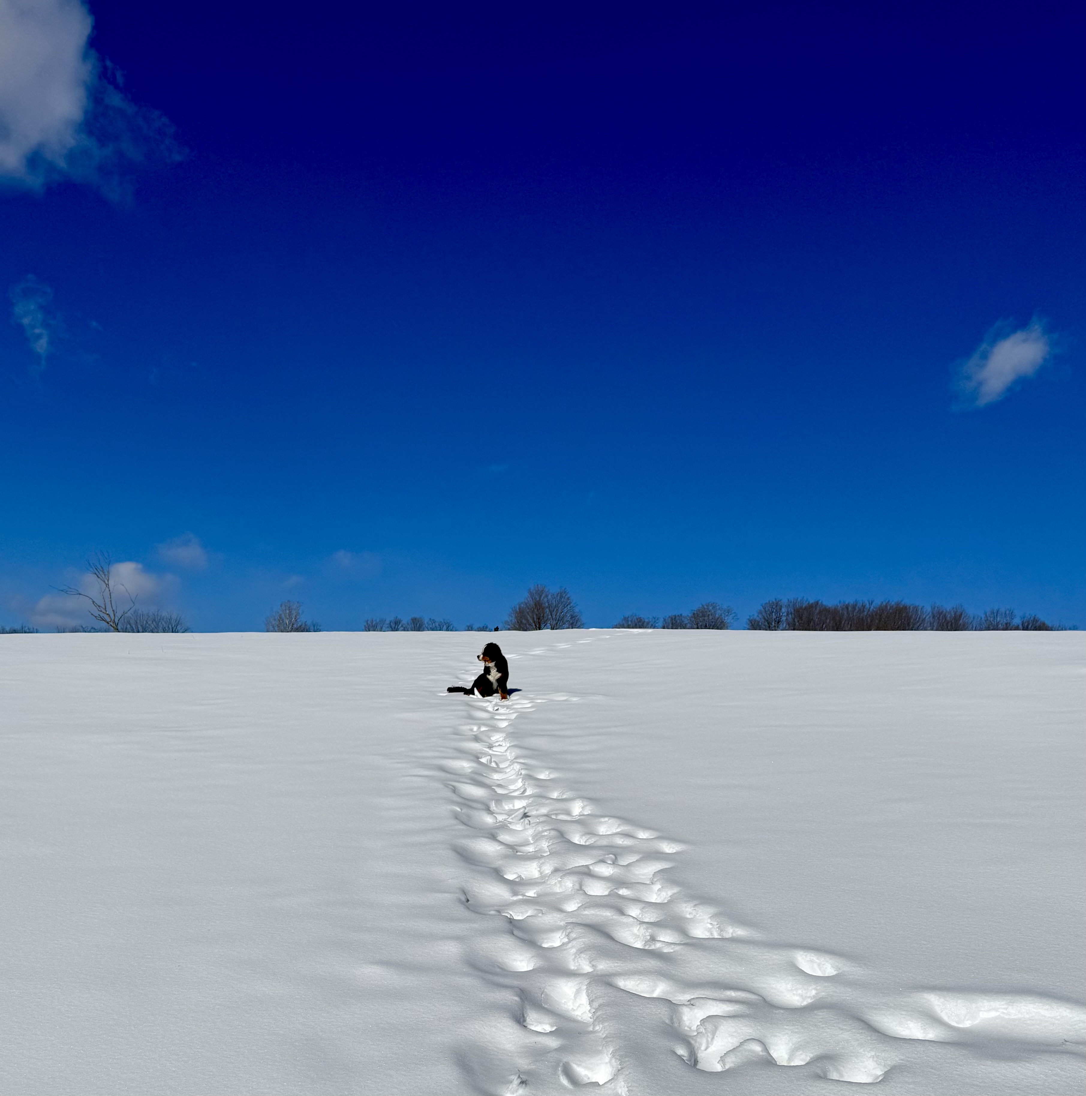 The Impressionists' Daughter: Julie Manet