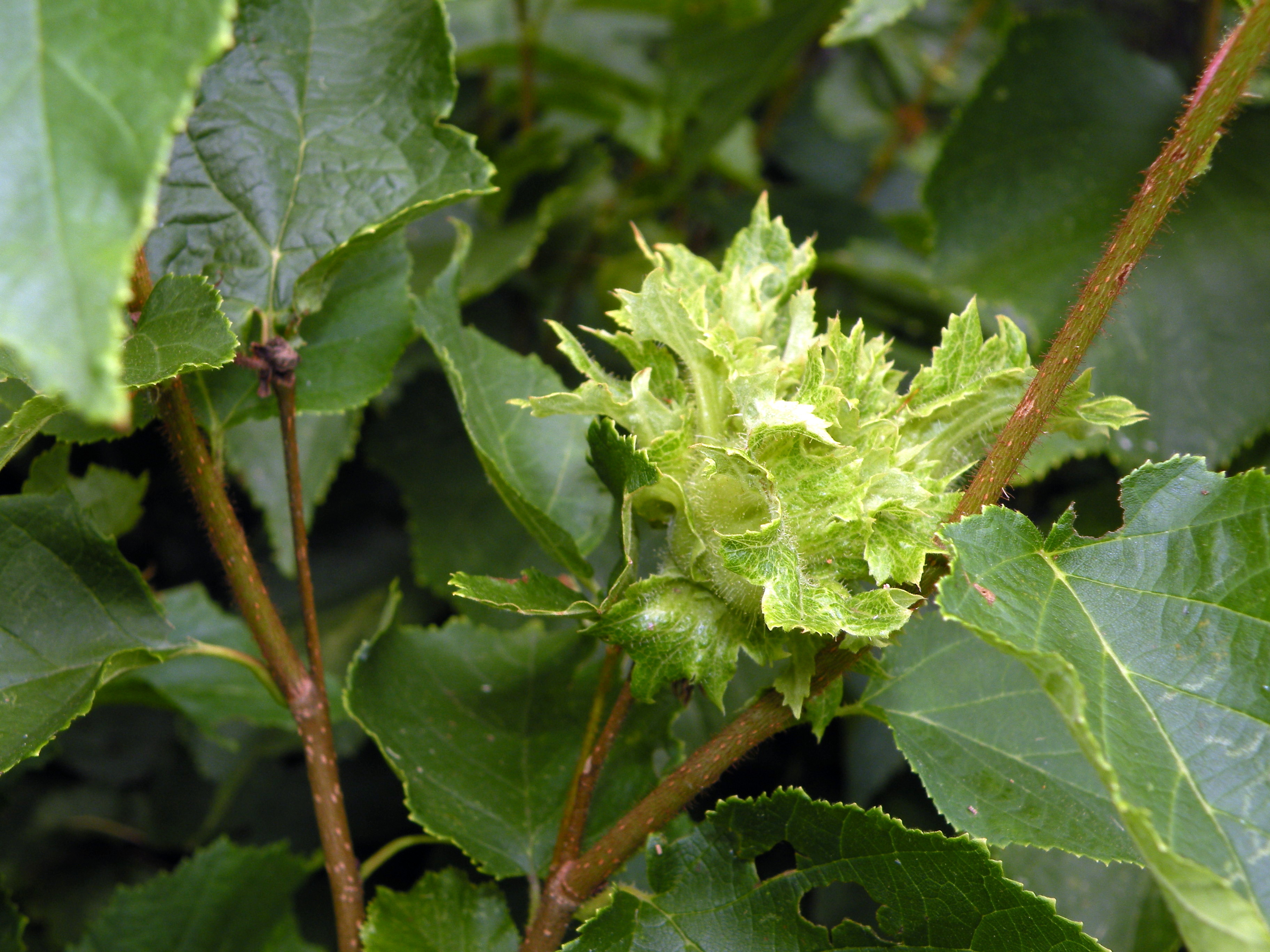 Mastering Hazelnut Cultivation: A Comprehensive Guide to Growing and ...