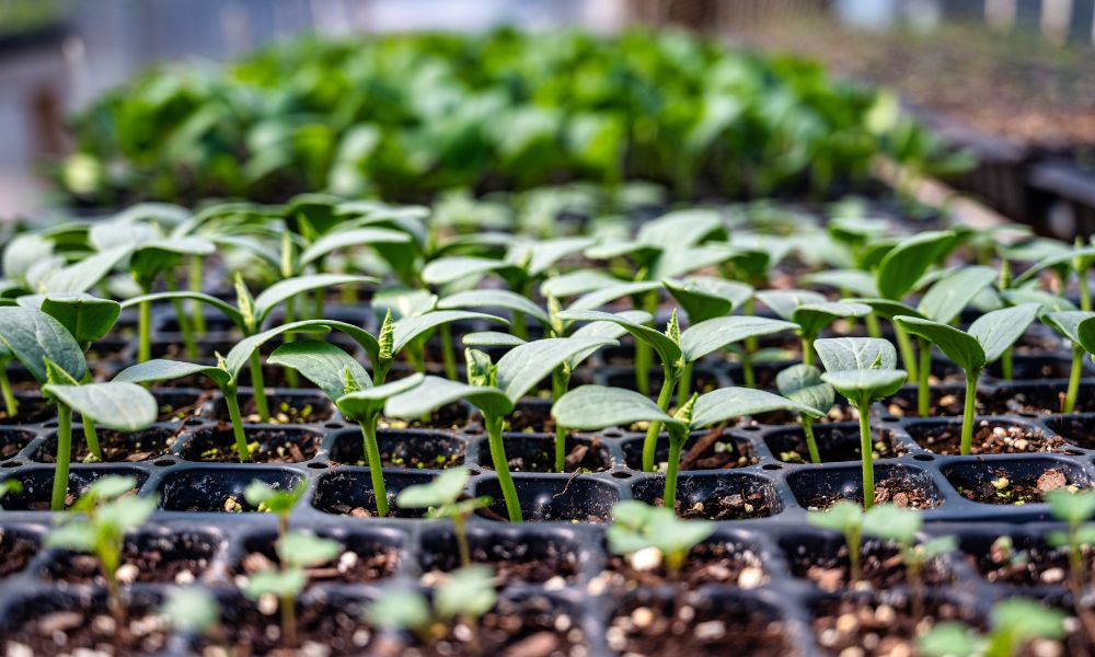 Oops - I Killed my Seedlings: Why you Can't Skip Hardening Off your Young Plants