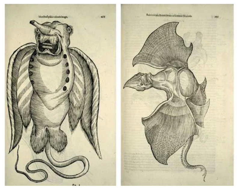 Jenny Haniver: The Bizarre Sea Creature Behind a Centuries-Old Maritime ...