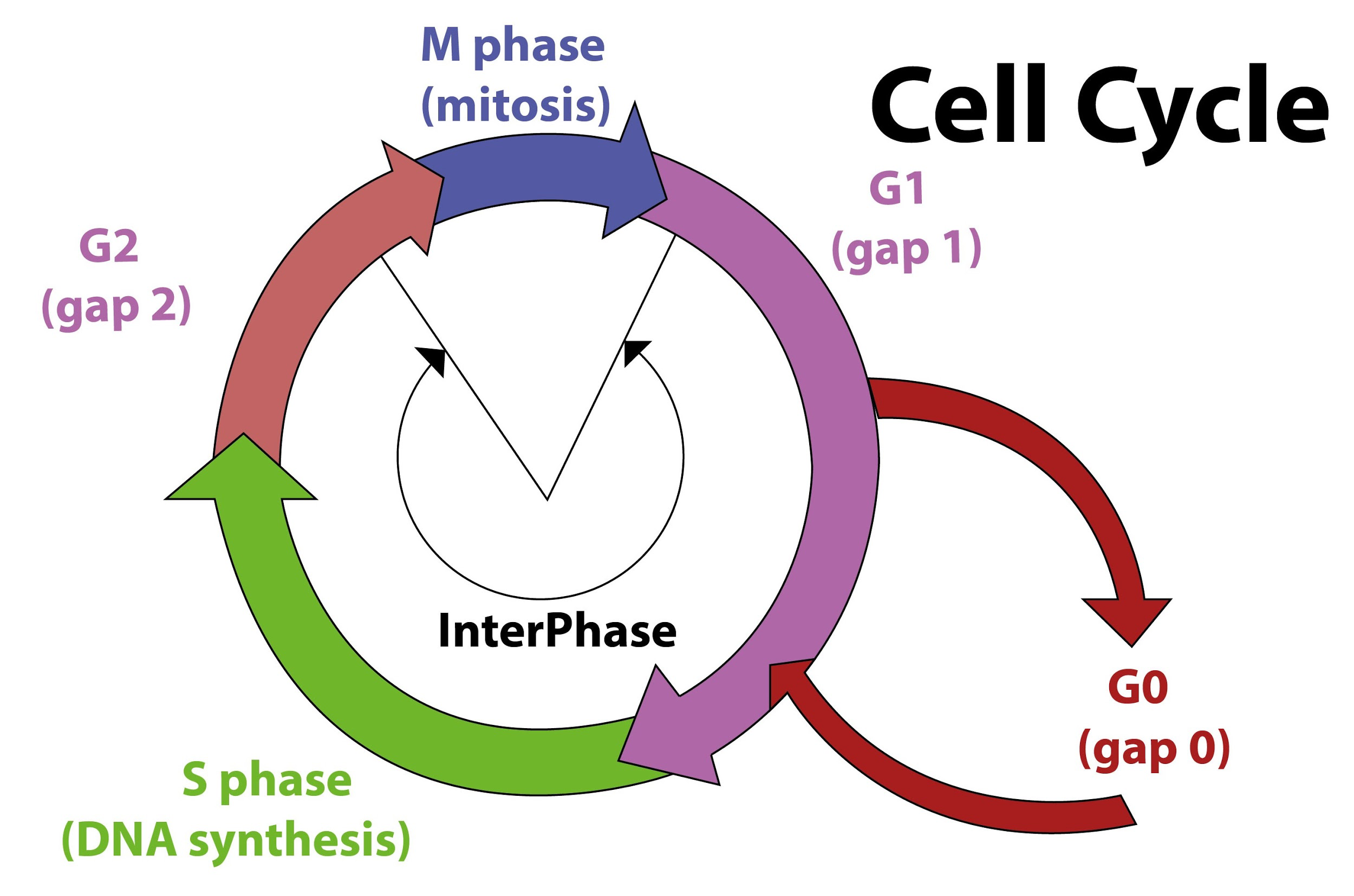 Regenerative Medicine and the Cell Danger Response