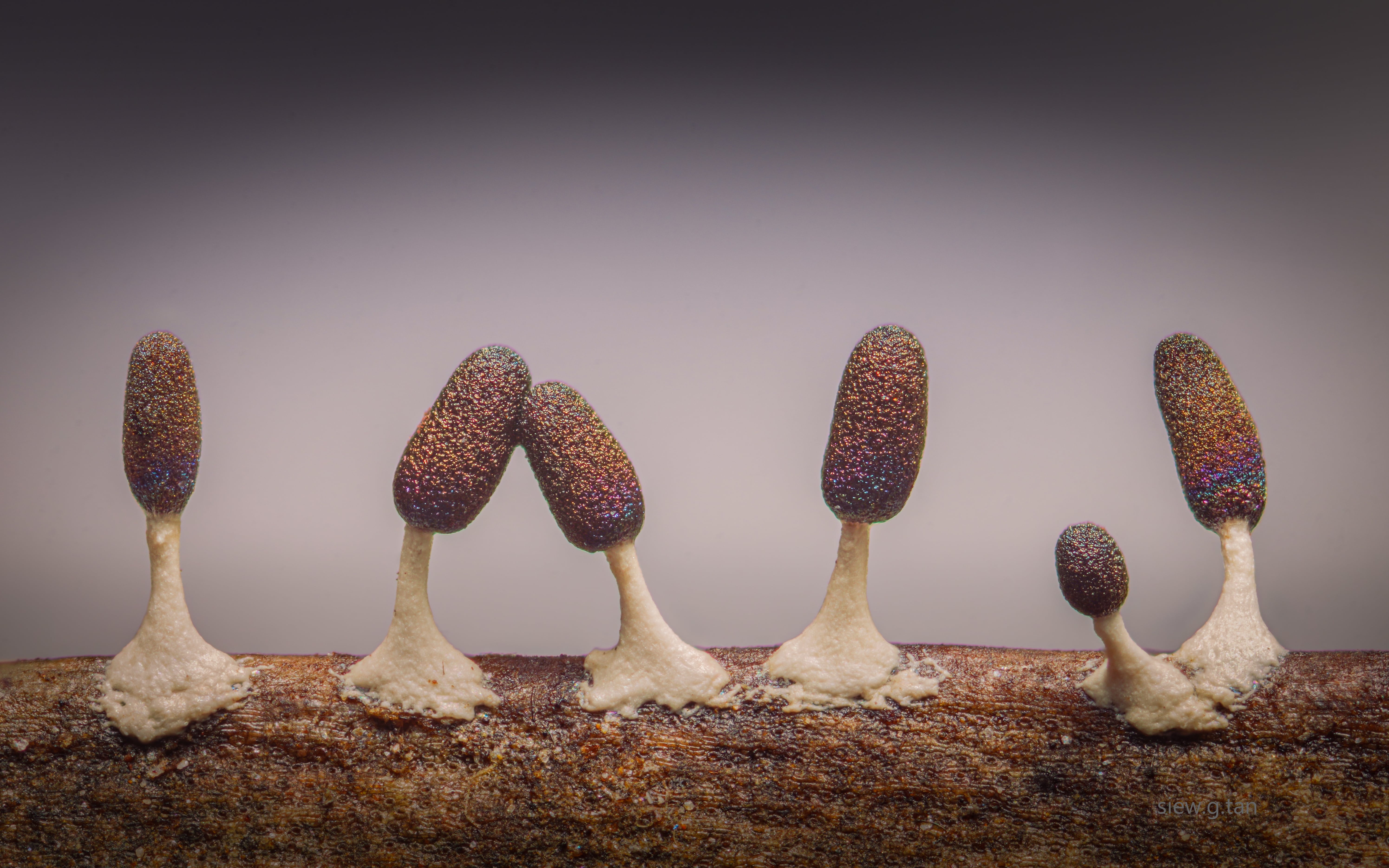 Bringing Slime Molds Into Focus: Myxomycete Photography with Gim Siew Tan