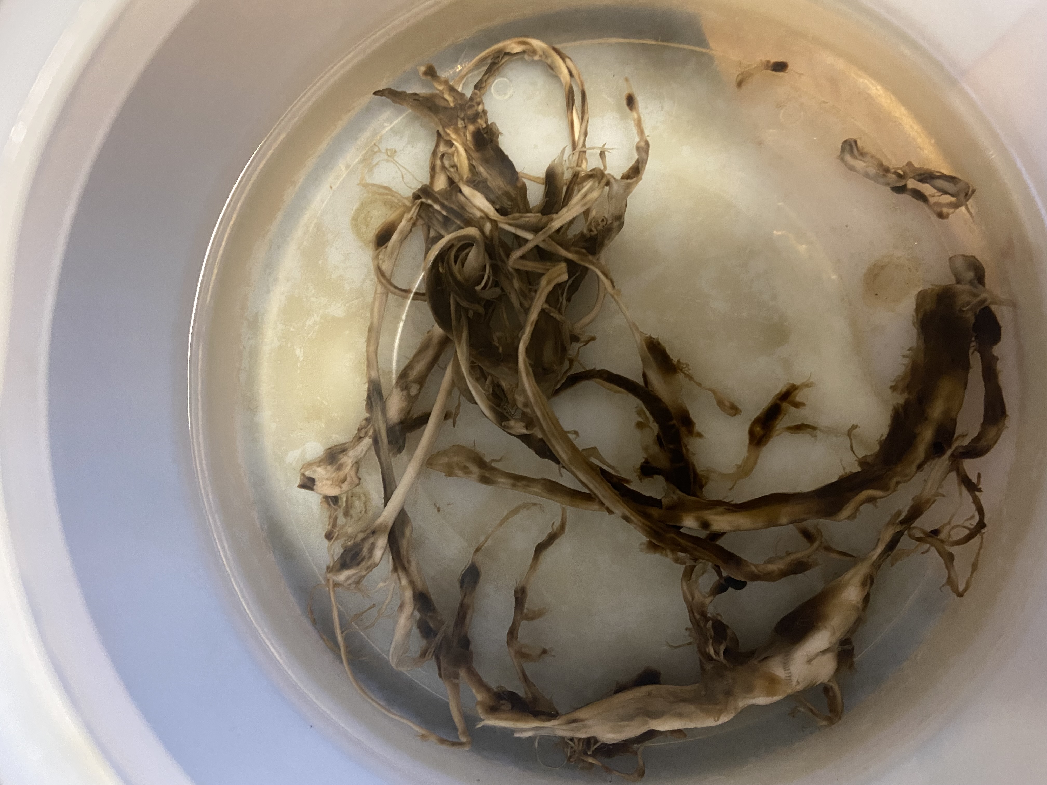 Tis mystery all - by John Campbell - John’s Substack