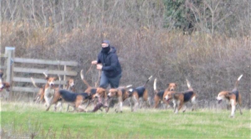 Holderness Hunt kills fox in front of monitors, police take 'no further ...