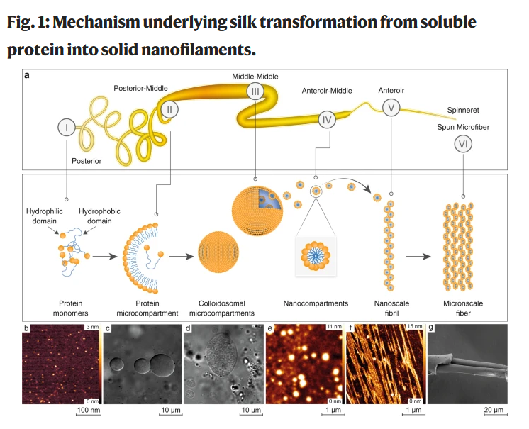 Spider Silk Polyamide Polymers Applications In Self Assembly ...