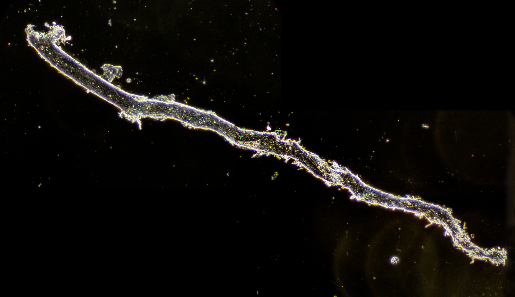 The Usual Suspects: A Field Guide to Common Nanos under the Microscope