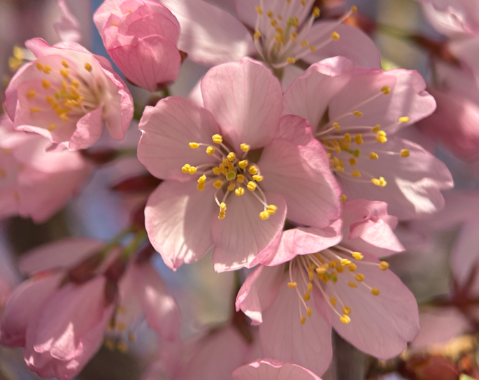 The rose family (Rosaceae) - Plants in Plain Language