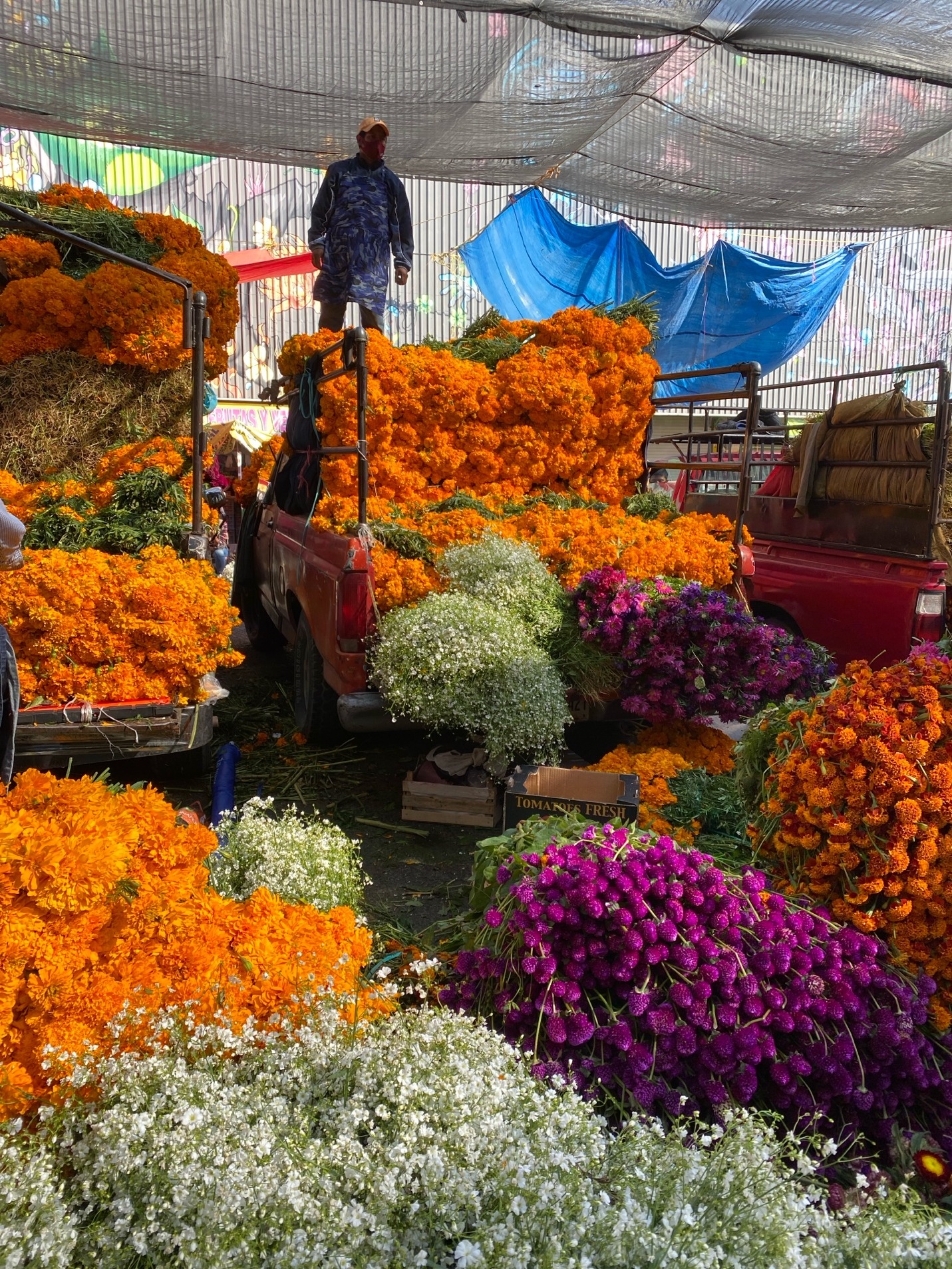 Flowers of Día de Muertos: Meaning, Uses & Symbolism
