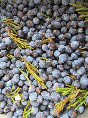 medicinal uses of cedar Archives - Adrian White | Jupiter Ridge Farm