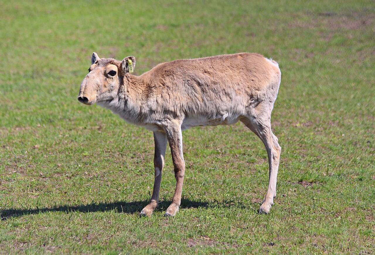 Saiga antelopes have noses that almost encompass their entire face