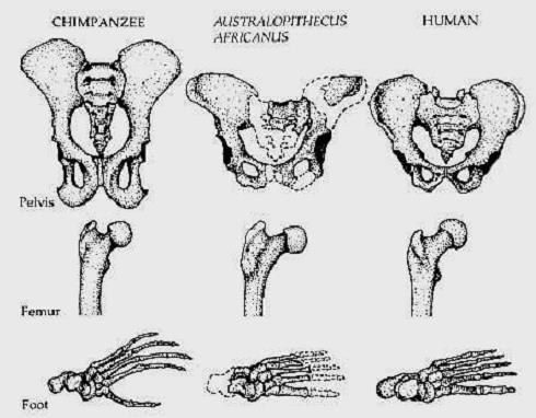 Human Evolution: Explaining Bipedalism