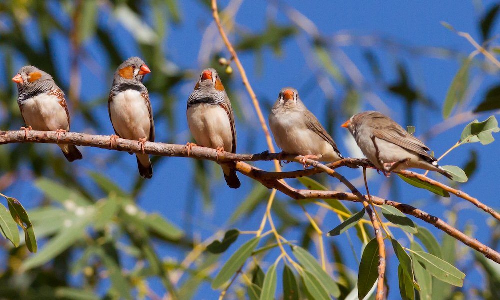 Bird of the Week: These Ten Gay Birds - by Jack Mirkinson