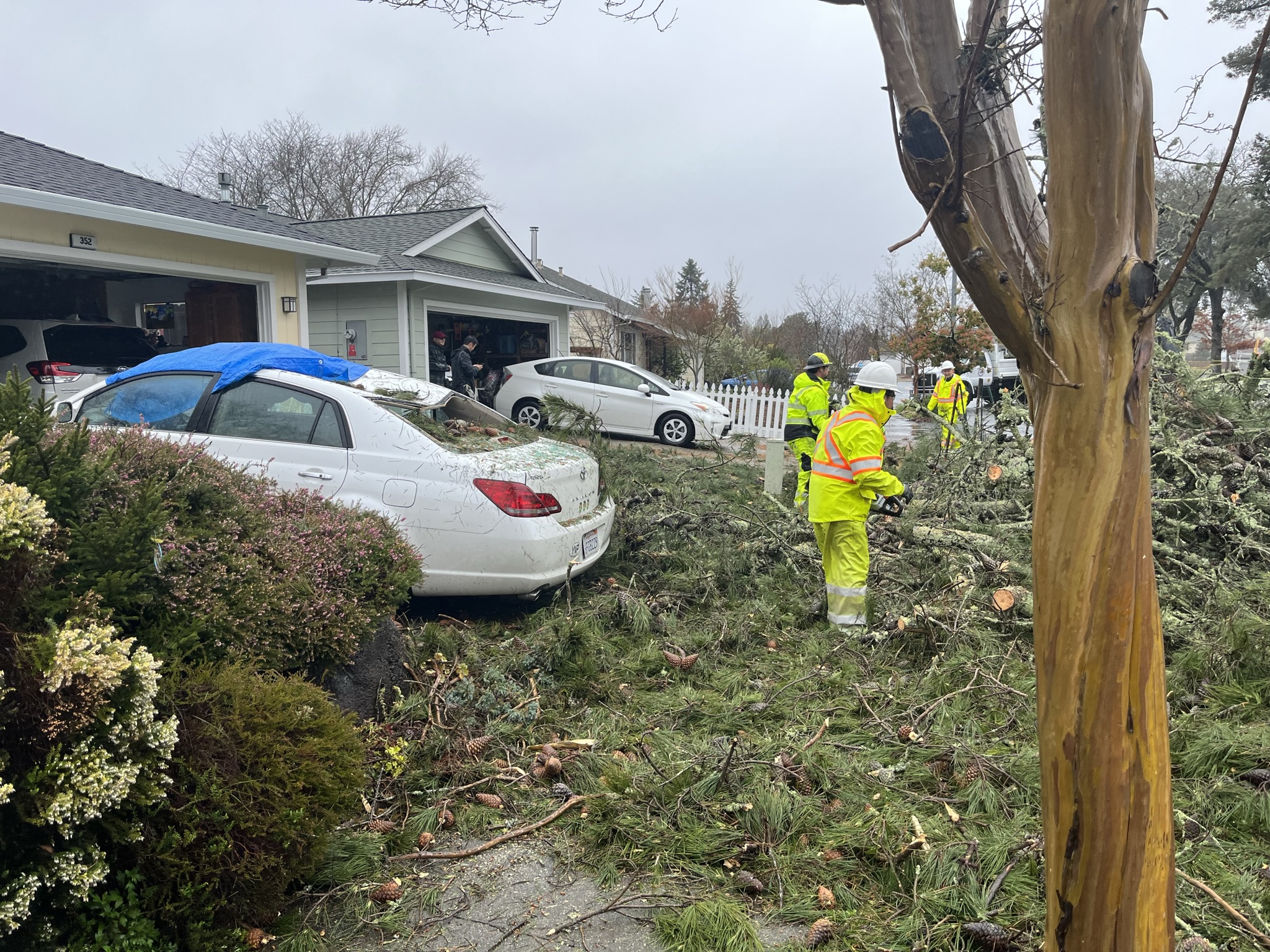 Storm Brings Down Huge Tree at Libby Park