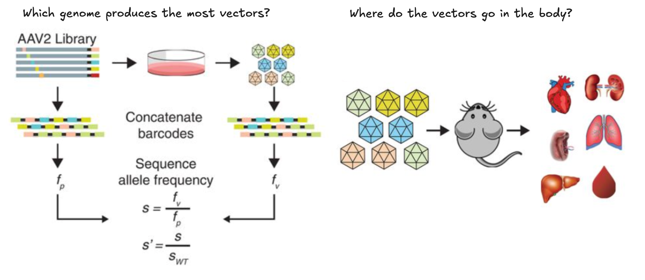 Manifold Bio: Barcoded Biologics - by Elliot Hershberg