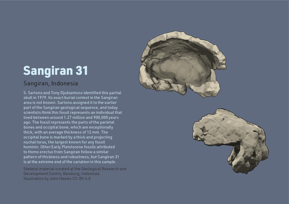 Fossil profile: Sangiran 31 and the exceptionally thick skulls of Homo ...