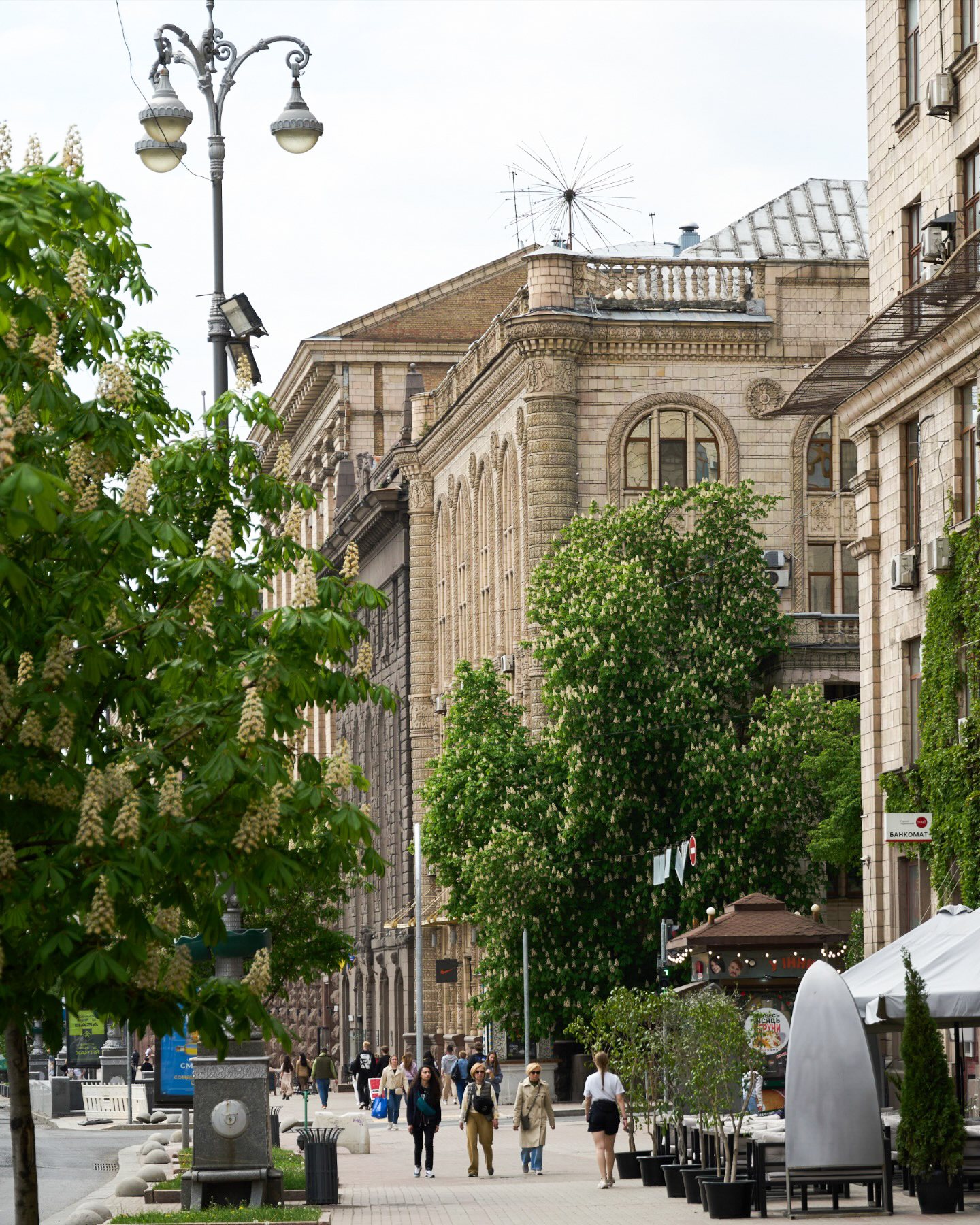 How chestnut trees became a symbol of Kyiv