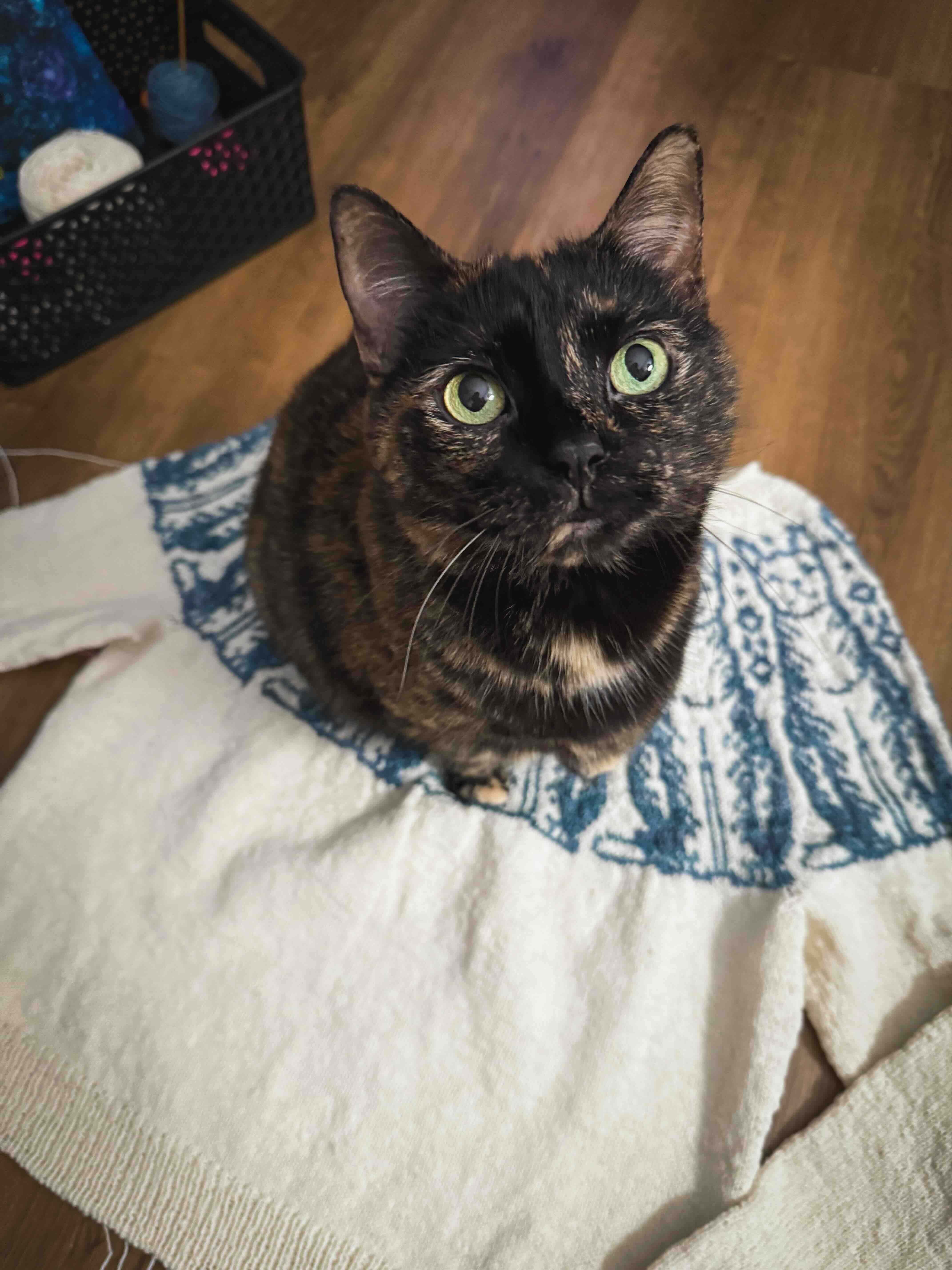 Seven tips for writing dual point of view - by Jodi Meadows