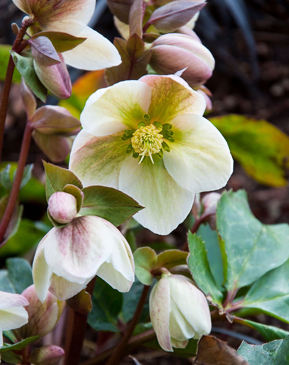 Hellebore Flowers: How to Grow, Care For, and Enjoy This Winter Beauty