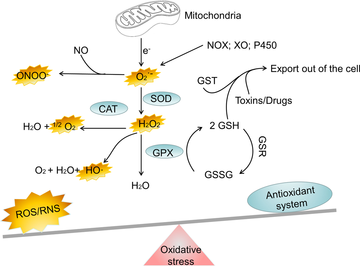 How Glutathione and Superoxide Dismutase (SOD) Work Together: Your Body ...