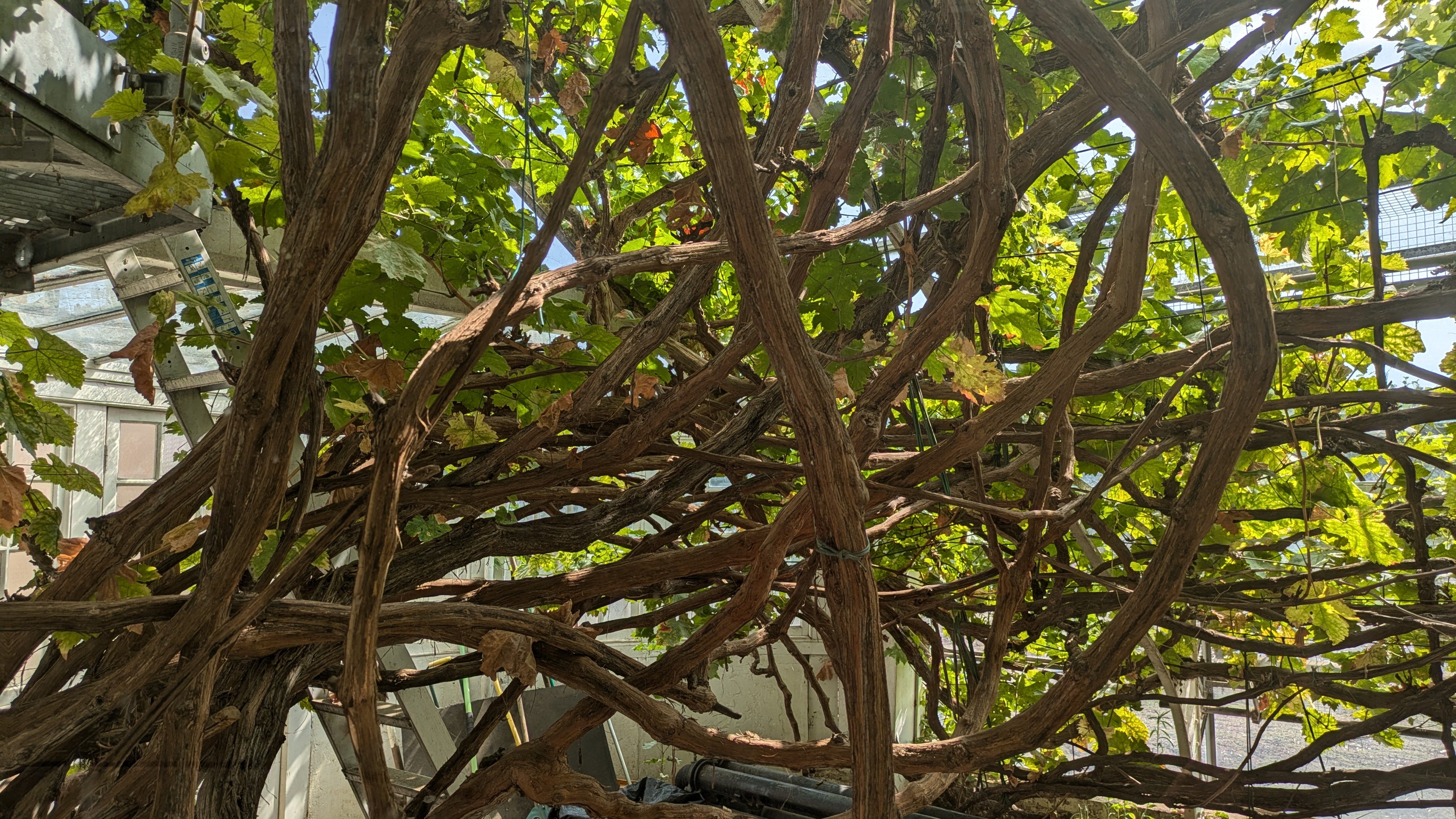 The World’s Oldest Grape Vine - by Ella Read