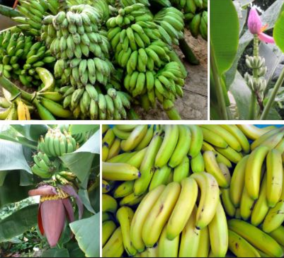 From Peeling to Healing: How Bananas Help with Diarrhea