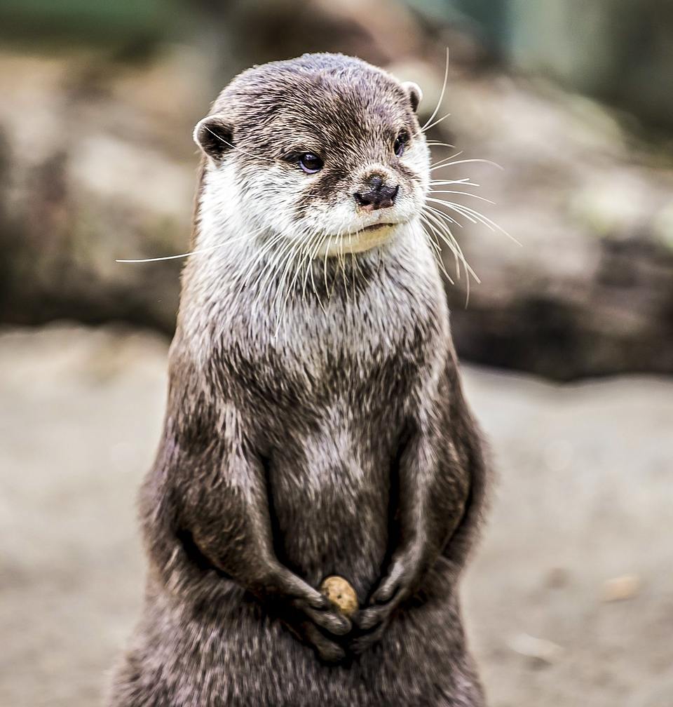 In Otter News (@inotternews): "BREAKING NEWS: Steve tries his very best ...