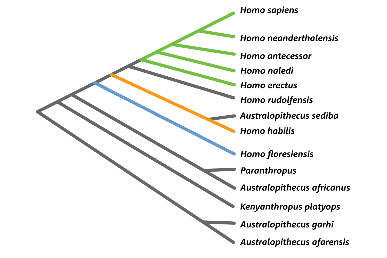 Secrets within the teeth of the first Homo fossils