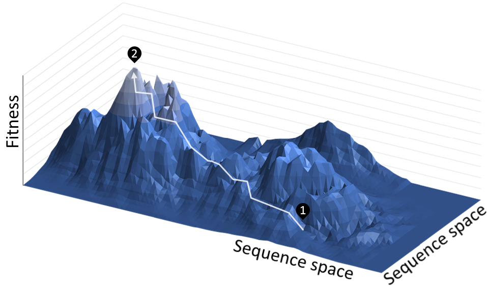 Manifold Bio: Barcoded Biologics - by Elliot Hershberg