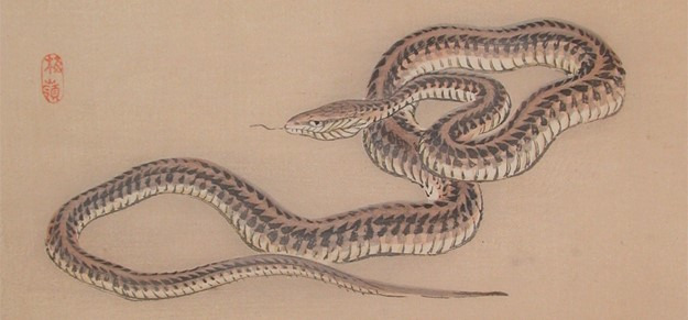 Snakes in Japanese Folklore - Hanashi by Curious Ordinary