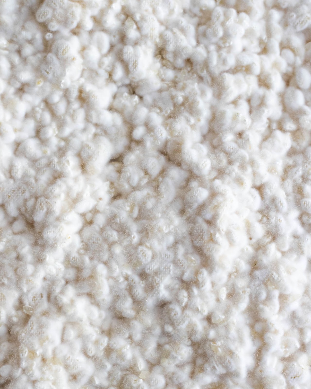 How to Grow Koji at Home - The Koji Collection