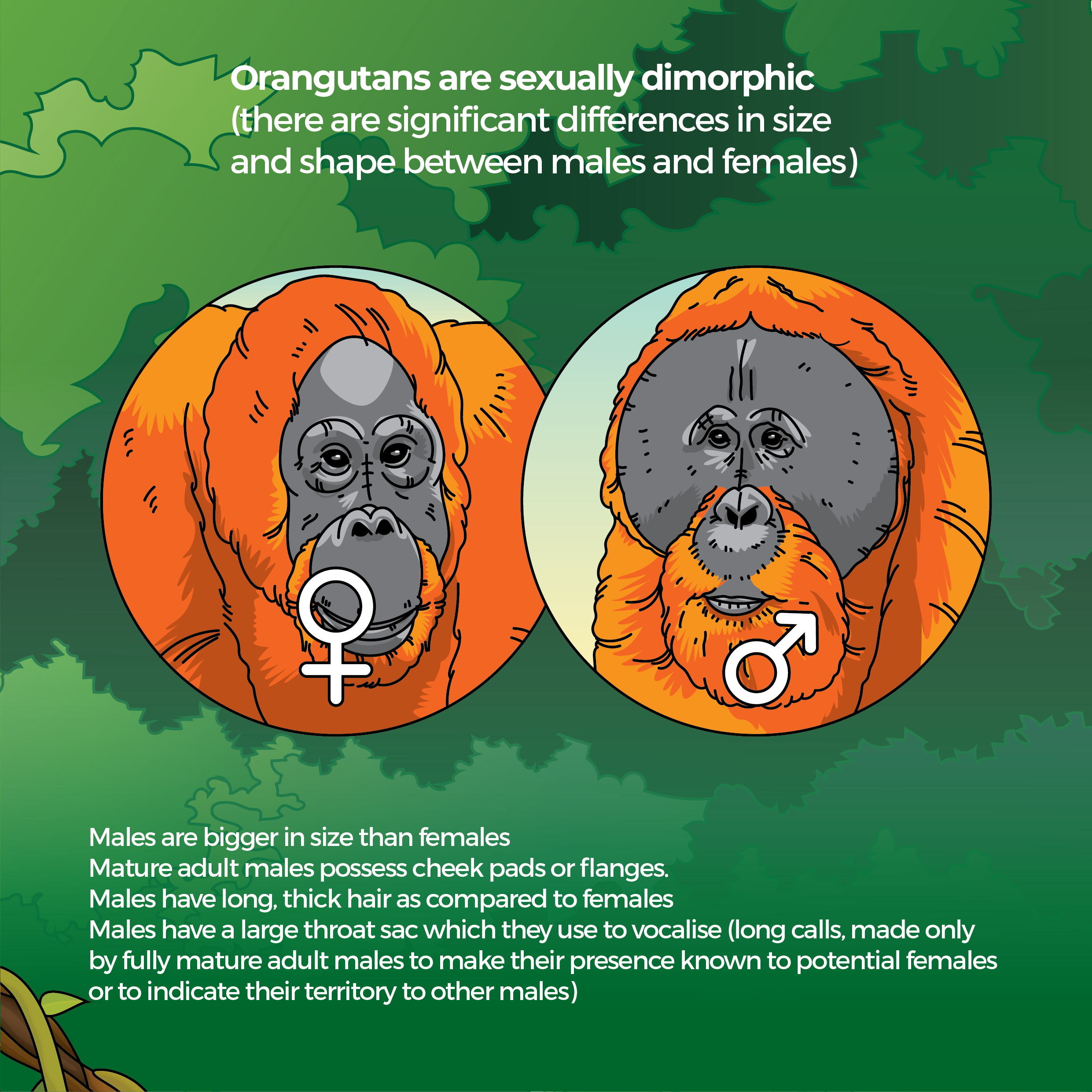 Exploring Orangutan Behavior - by M.M.Khan - Mustafa Writes