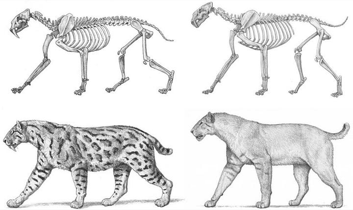 The Real Reason Saber-Toothed Cats Went Extinct