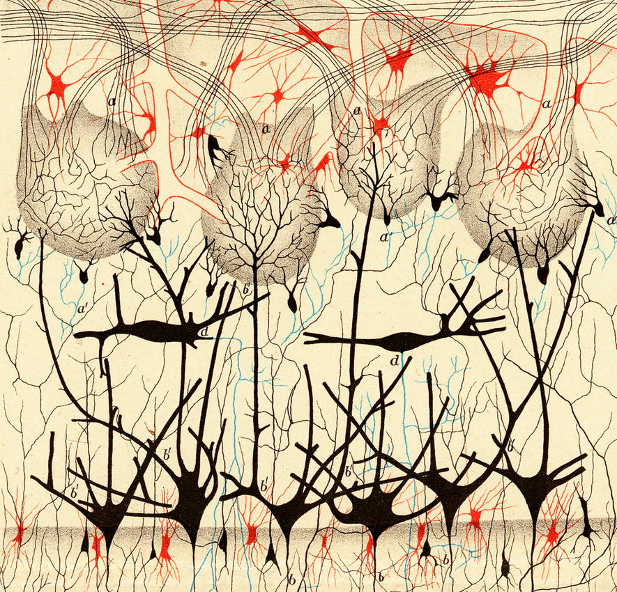 How neurons actually fire - neuroscience, explained