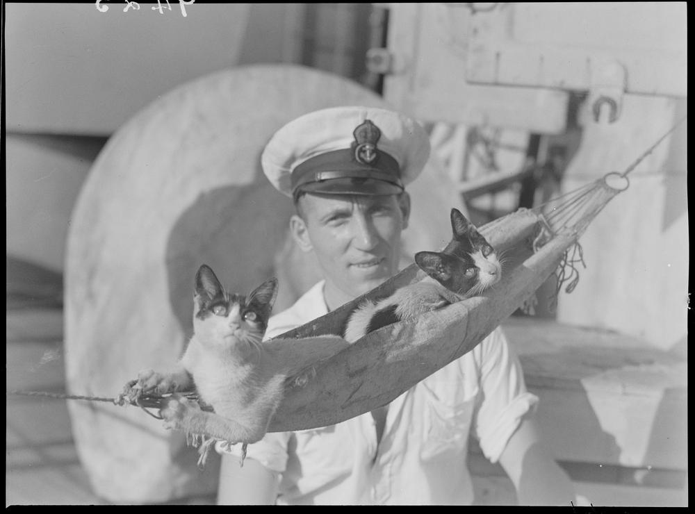 The Important Role of Cats in WWI & WWII