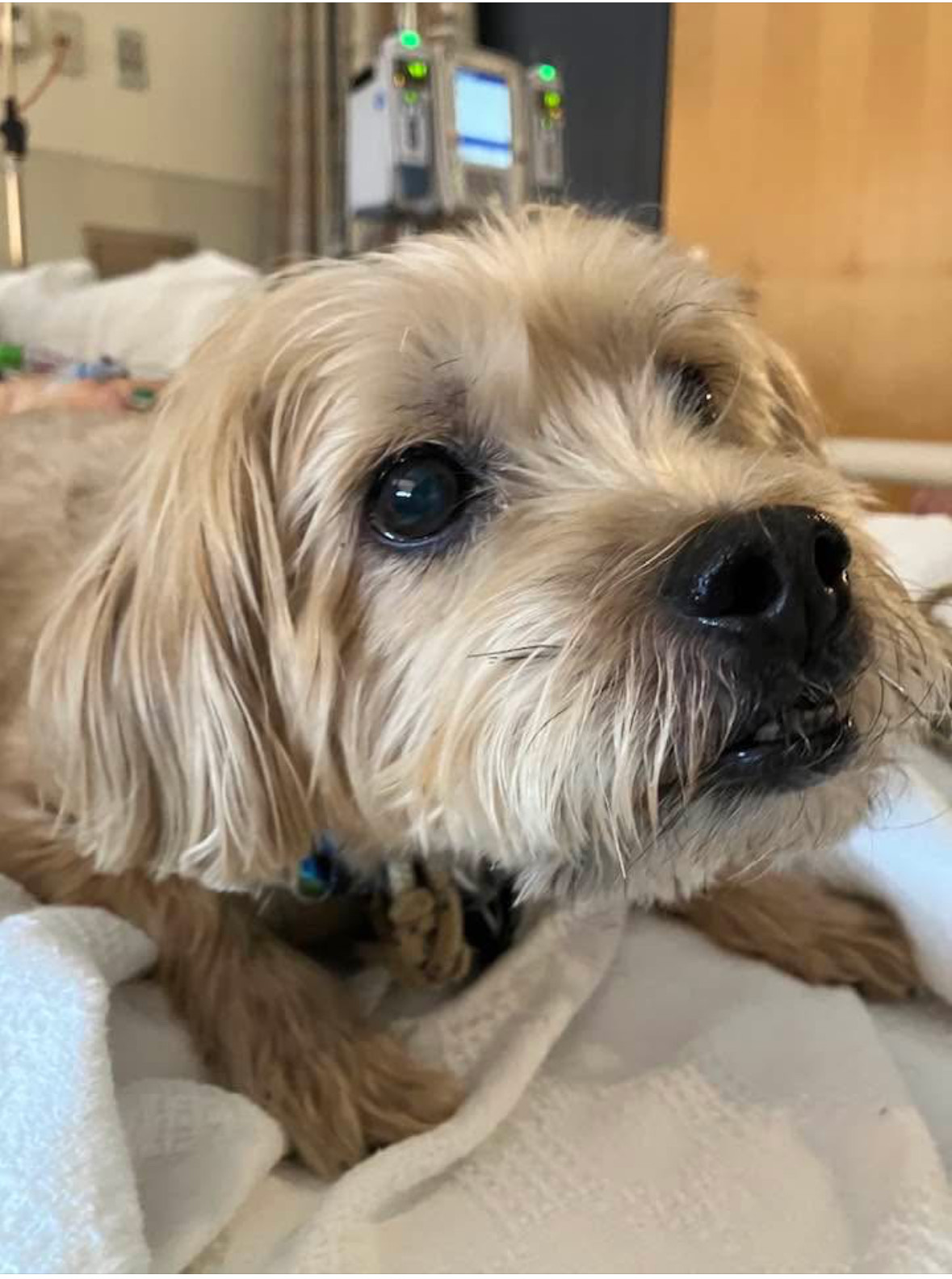 Can your dog visit you in the hospital? - Dog Wise