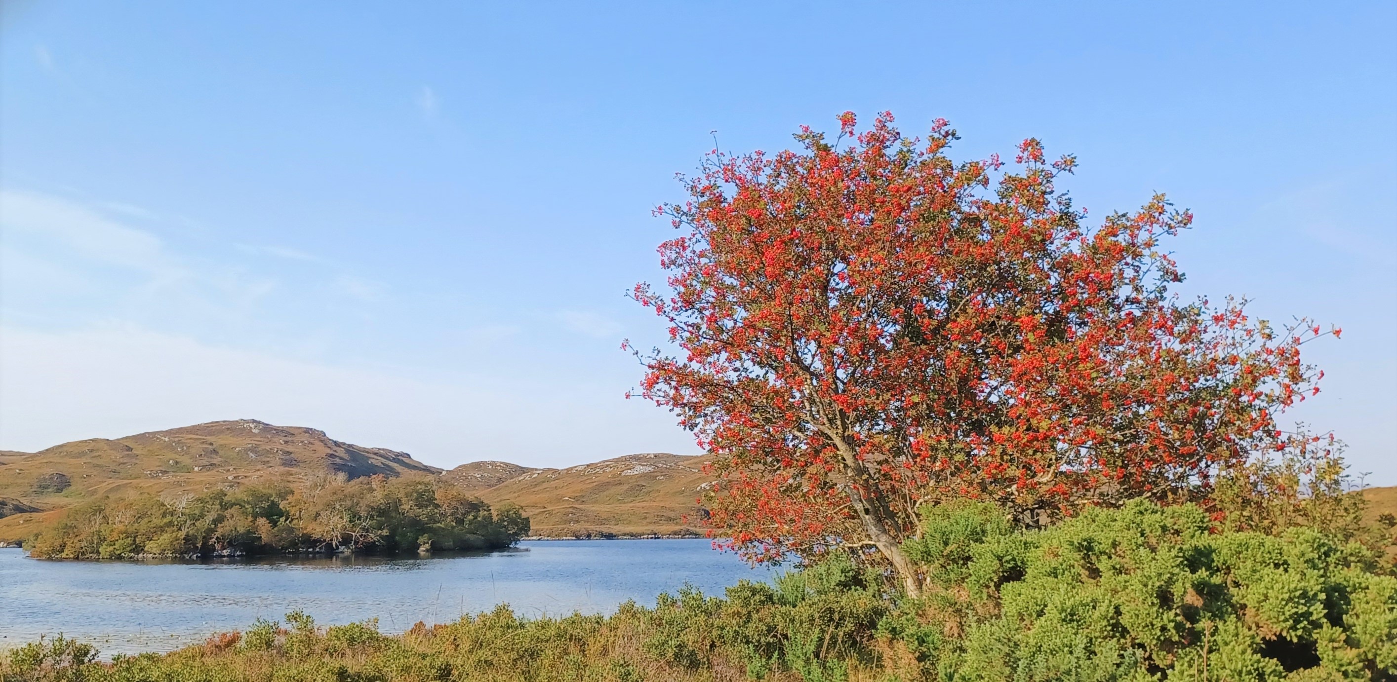 The Magic and Medicine of the Rowan Tree