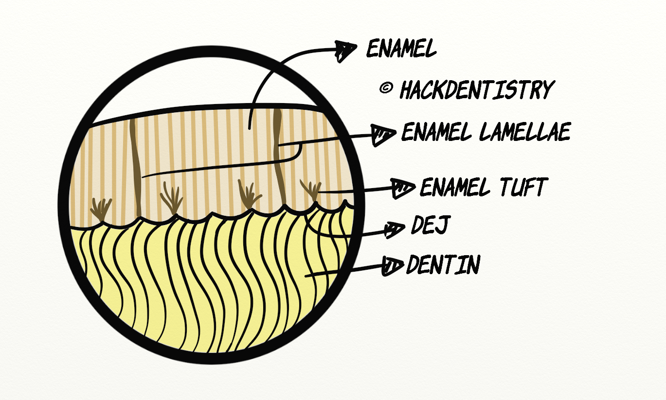 Structural features of enamel (Note) - HackDentistry