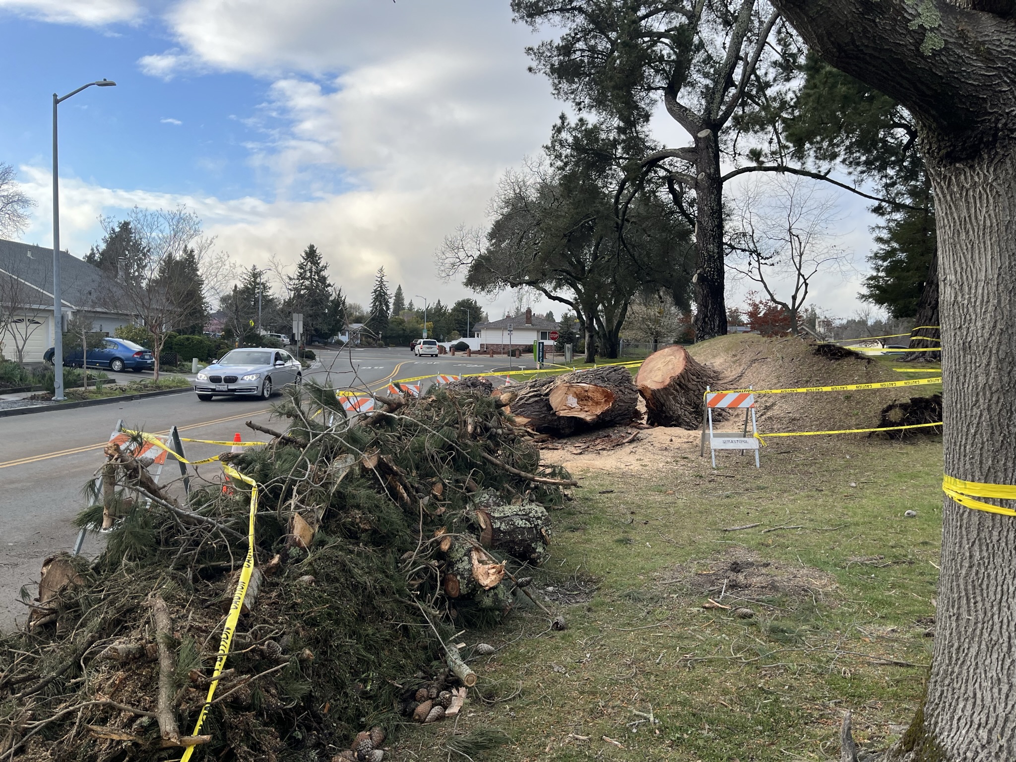Storm Brings Down Huge Tree at Libby Park