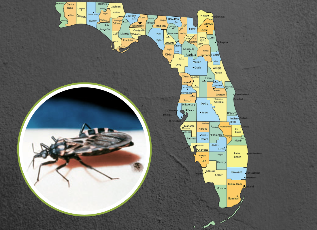 Florida has the potential for local Chagas disease transmission: Study