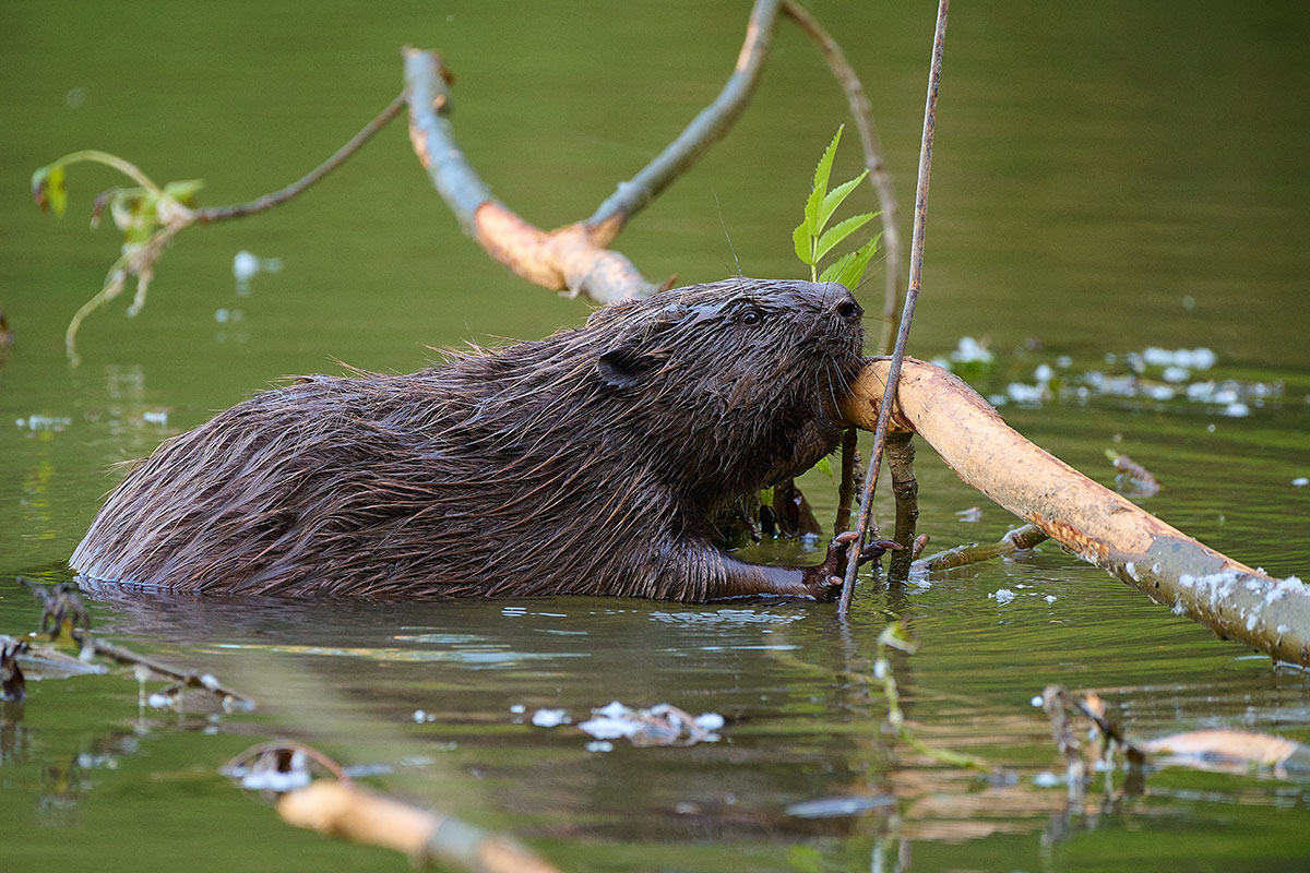 Beavers: the Return of Britain's Forgotten Ecosystem Engineers