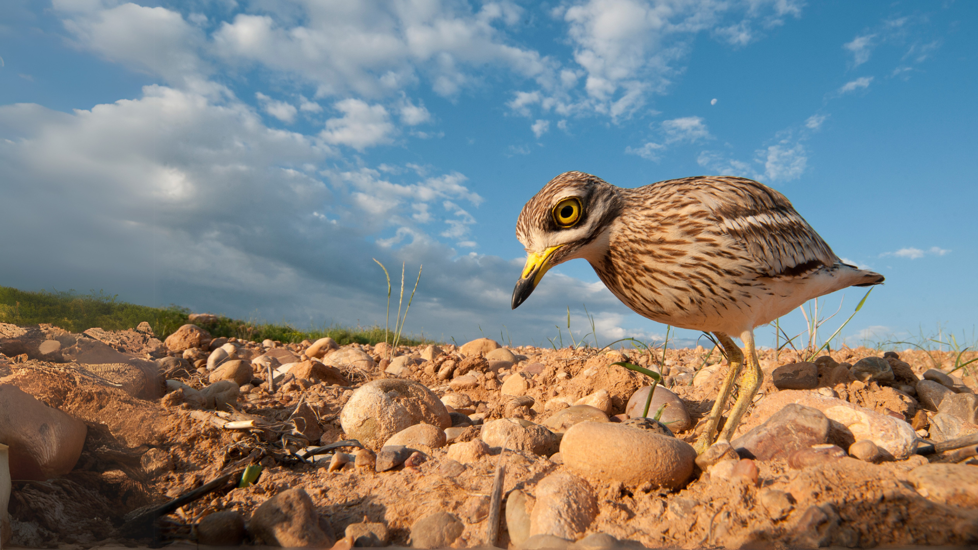 Stone-curlew - by Oscar Hawthorne - The Birding Brit