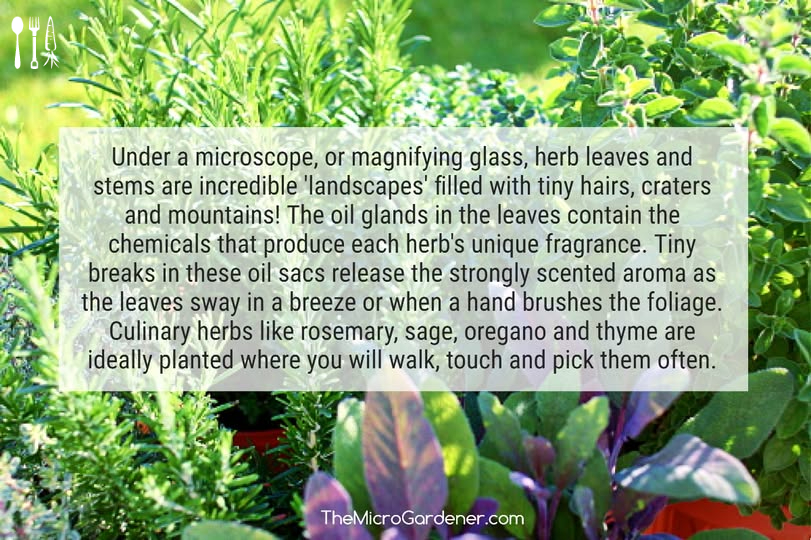 The Micro Gardener (@themicrogardener): "One of the ways I enhance the ...