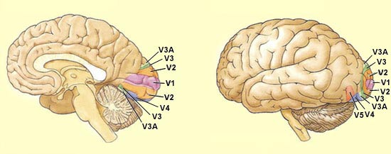 A Journey through Neuroanatomy: The Occipital Lobe