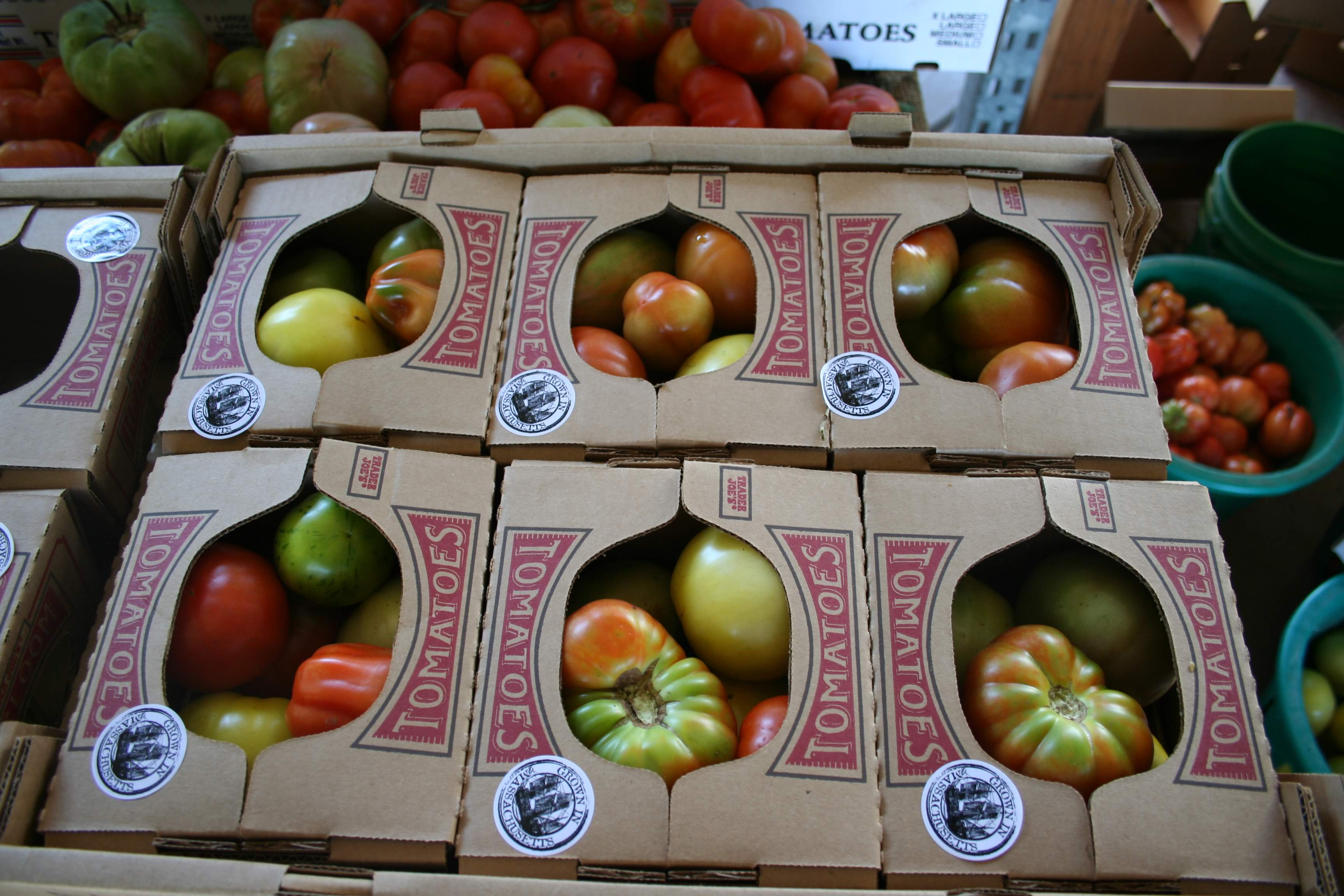 Inside the tomato trade tensions - by Lesley Sykes