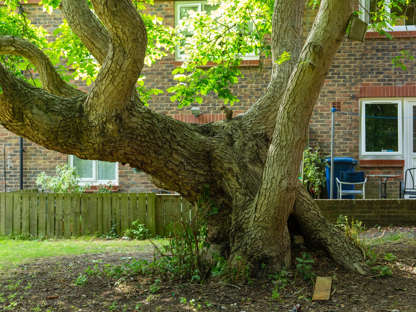 102. Benwell Walnut - by Paul Wood - The Street Tree