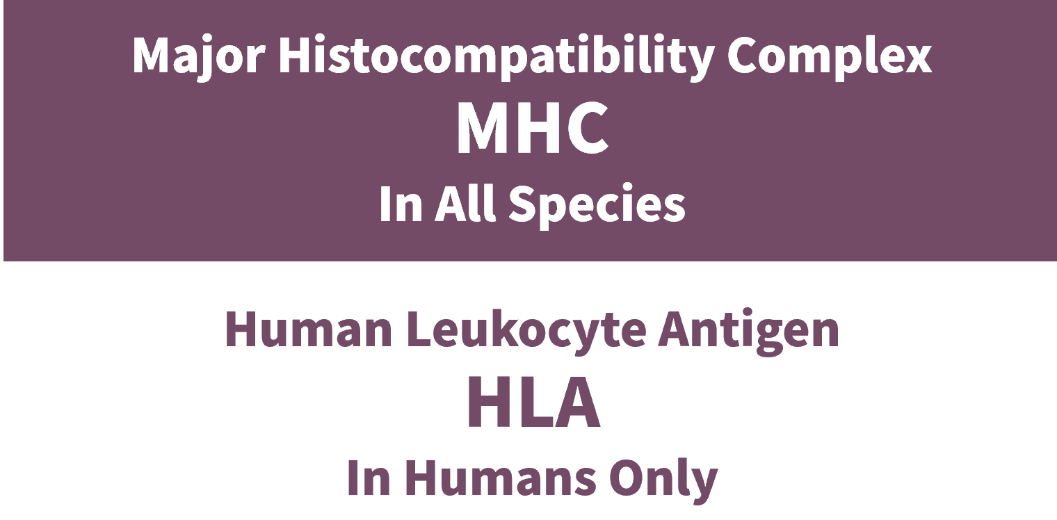 人類組織抗原 Human Leukocyte Antigen (HLA) 簡介及其臨床面向 - by Gem Wu